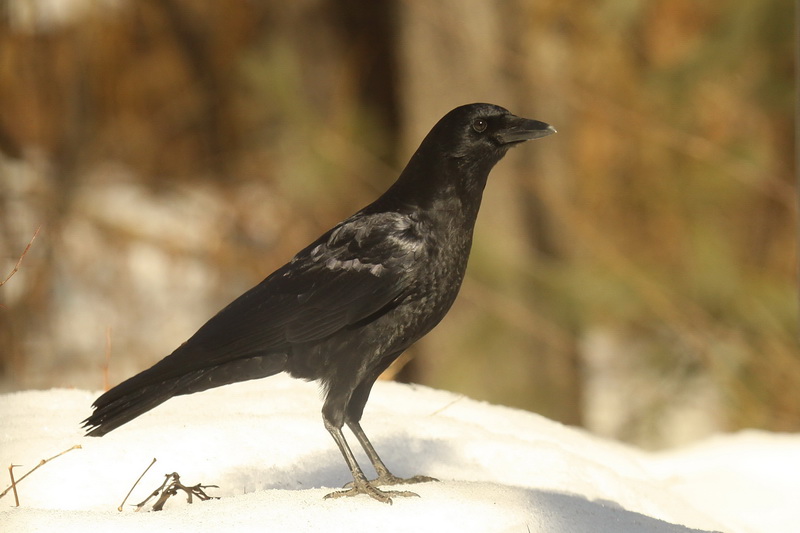 Birding Is Fun!: As the Crow Flies
