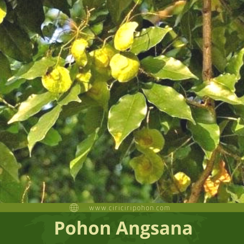 10 Fakta Menarik Tentang Pohon Angsana yang Jarang Diketahui ...