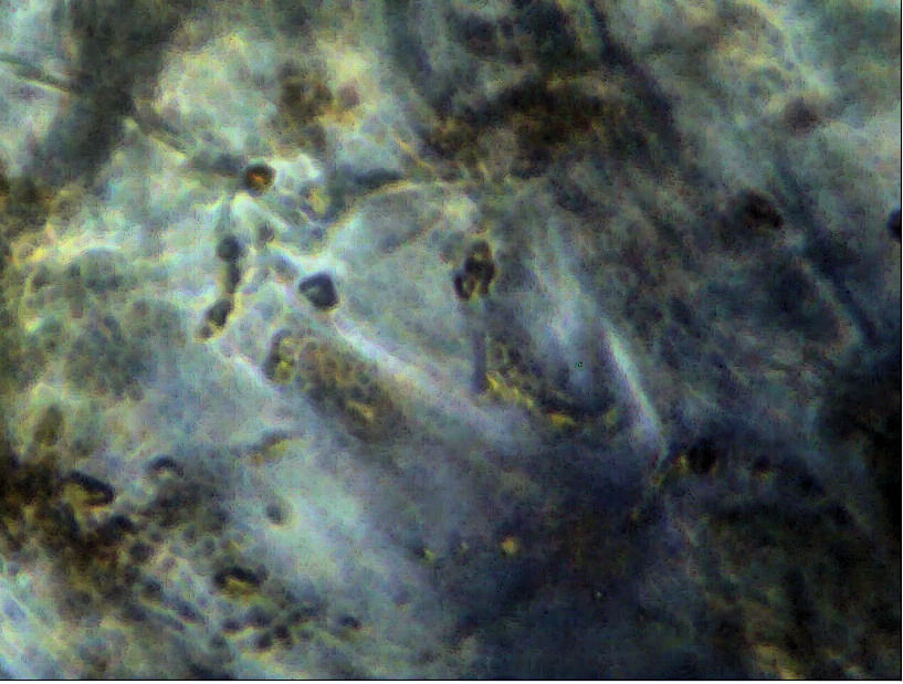 Don Schaeffer's Photos and Art: Cactus Cells