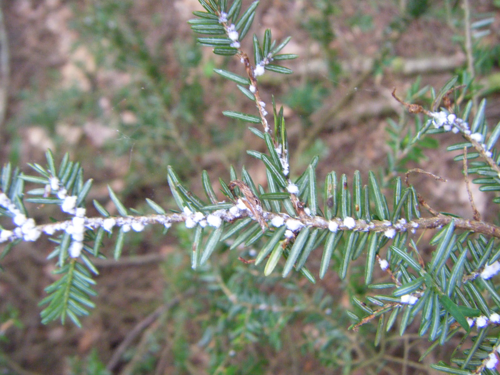 Harvard Forest Summer Research Program: RESEARCH PROFILE: Hemlock Trees ...