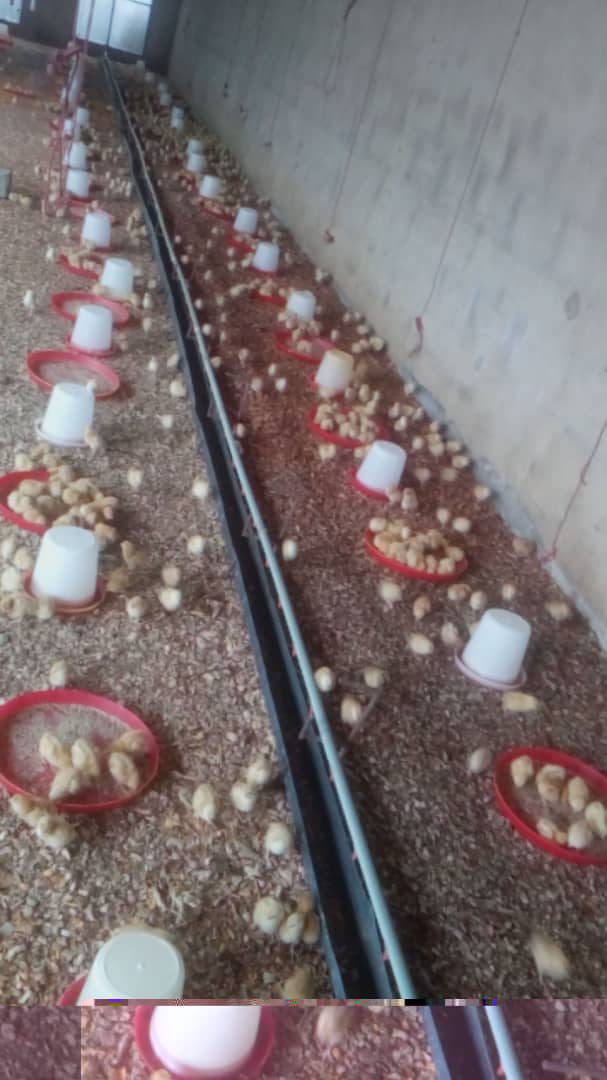 Alipinfo: BROODER HOUSE PREPARATION FOR CHICKS