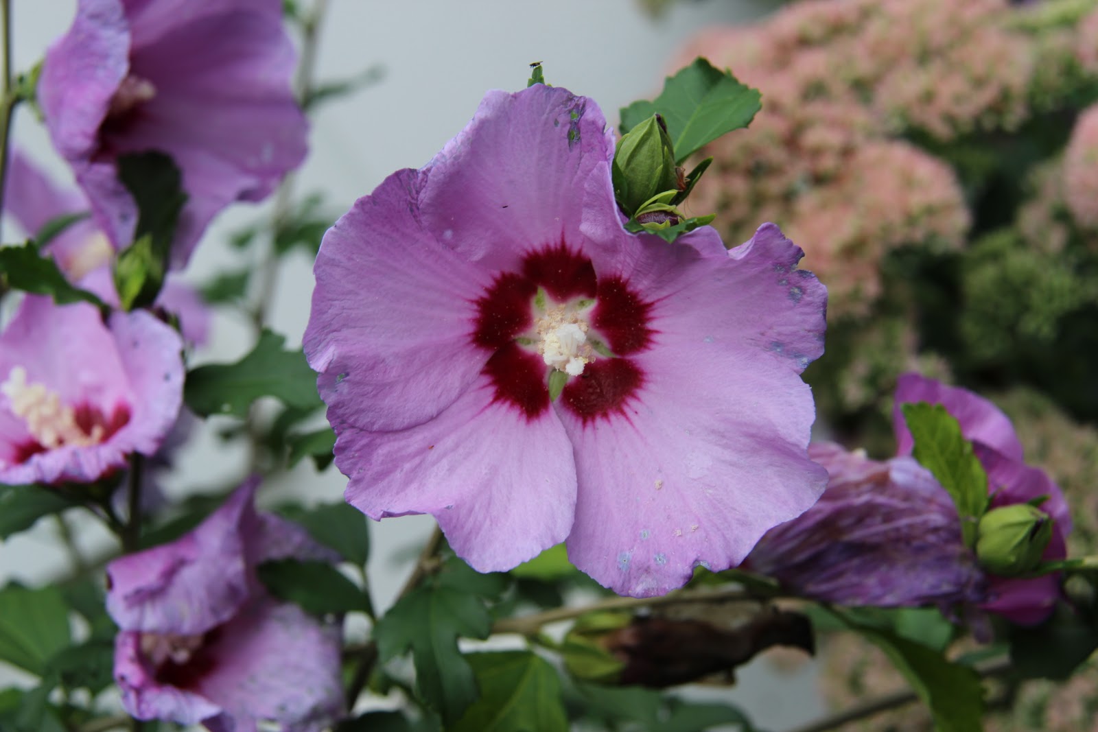 Les jardins partout: Rose of Sharon