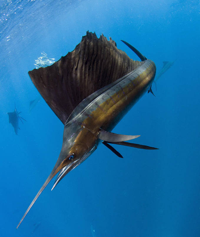 Mengenal Ikan Layaran Atau Sailfish, Ikan Tercepat di Lautan - satwa ...