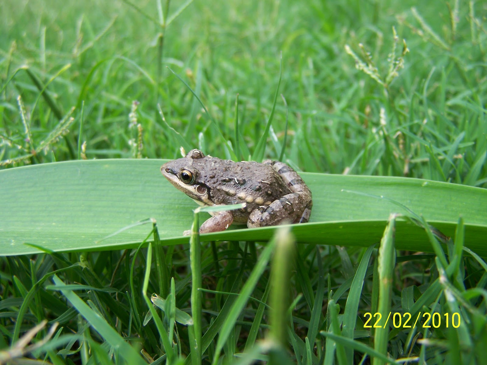 Anfibios de Ucacha - Amphibian Ucacha: Leptodactylus latinasus (Jiménez ...