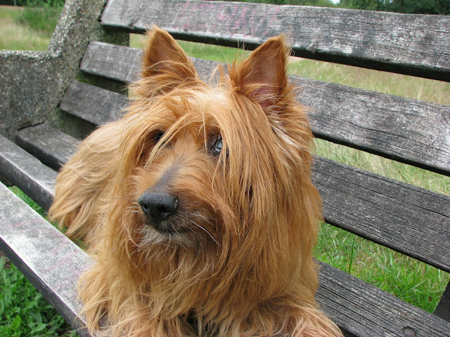 10 Ginger Dog Breeds 10-ginger-dog-breeds