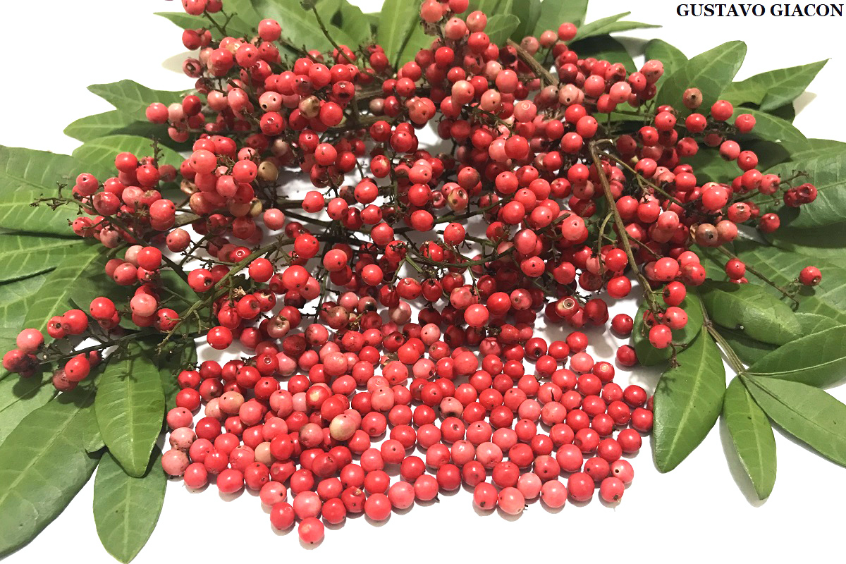 Viveiro Ciprest - Plantas Nativas e Exóticas: Pimenta Rosa ou Aroeira ...