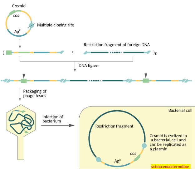 MOLECULAR CLONING METHOD: DNA CLONING VECTORS - Science Master