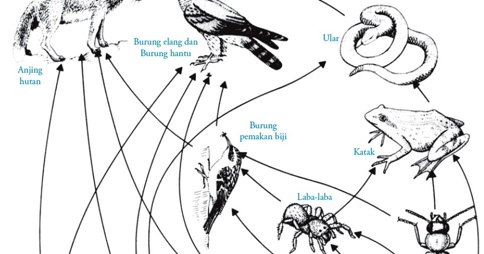 Rantai Makanan, Jaring-jaring Makanan dan Piramida Ekologi ...