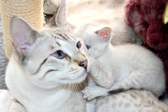 Cute&Cool Pets 4U: White Bengal Cats Pictures and Wallpapers