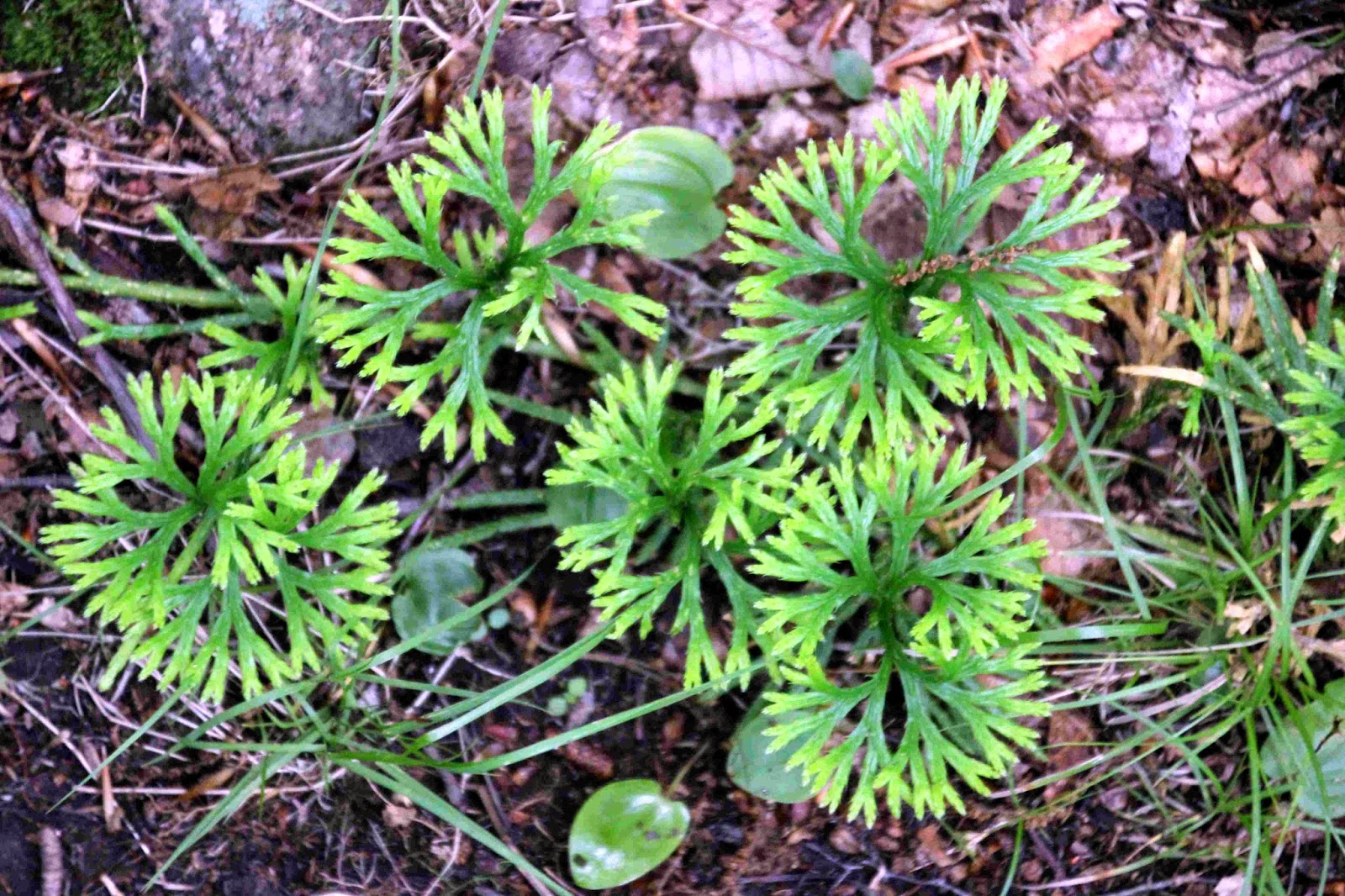 Avalonia eTrails: Reds and greens in the winter woods