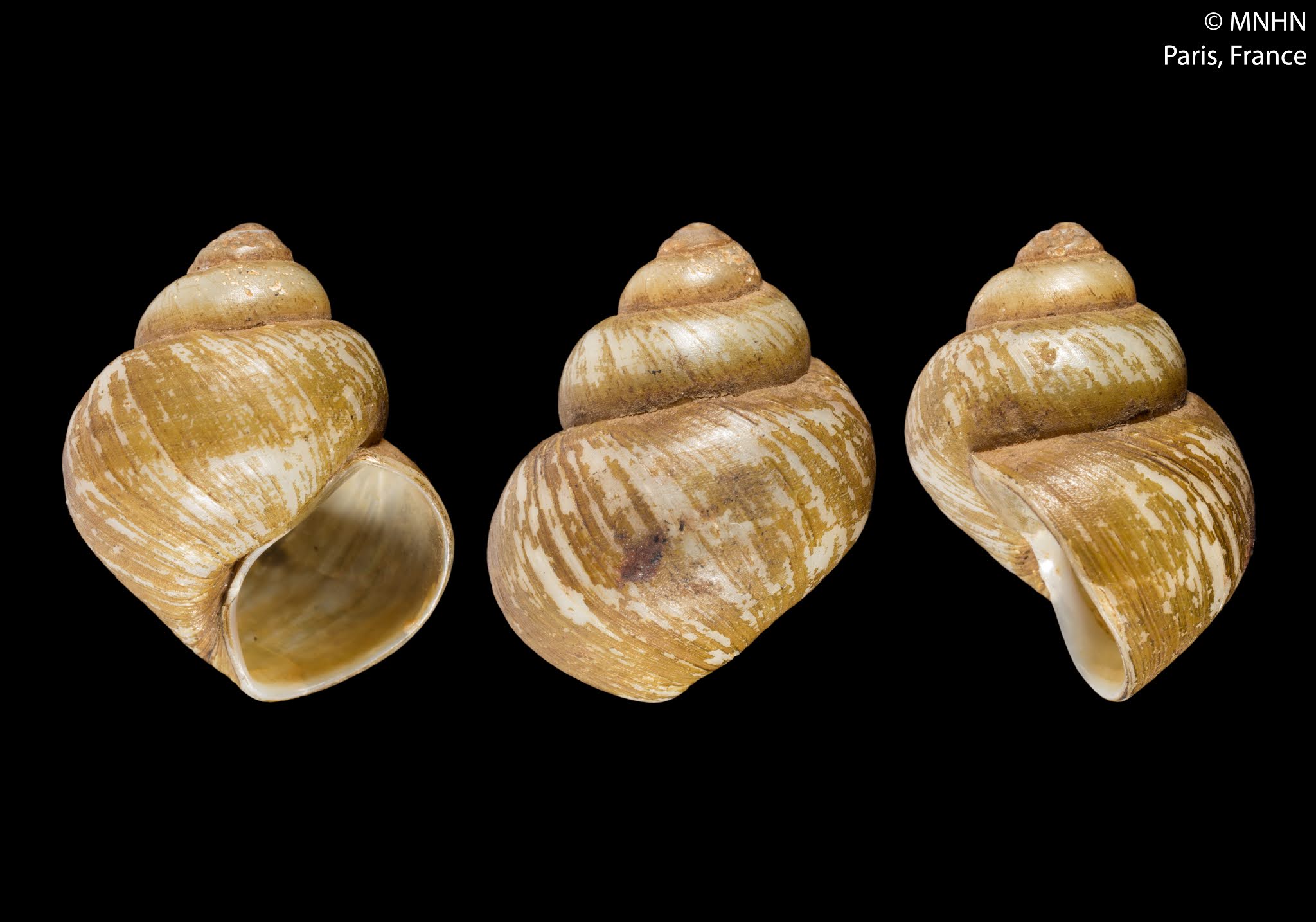 Variety of Life: Viviparoidea