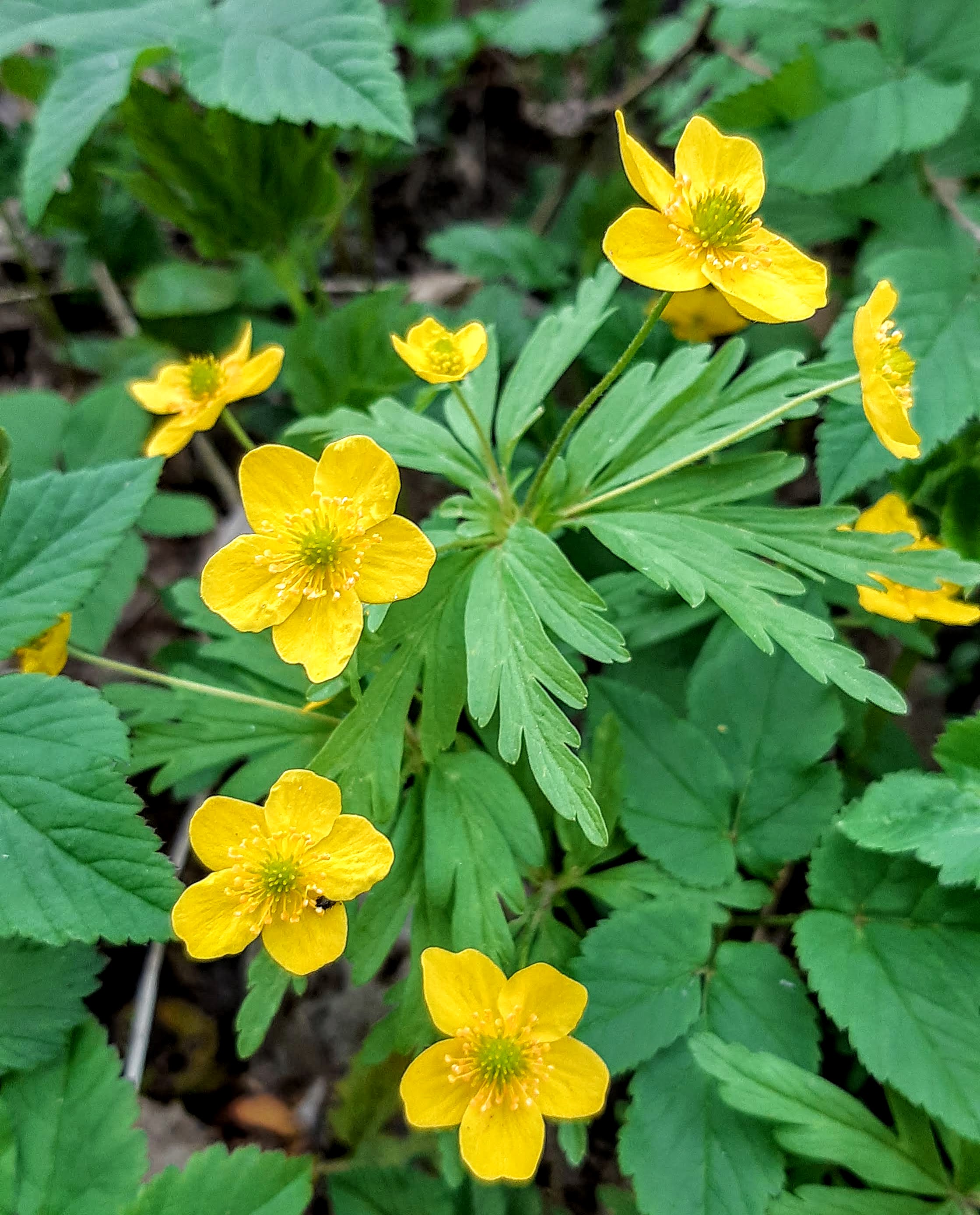 sydämeni suomi: pitkäkoski-ruutinkoski-haltiala-backaksen kartano