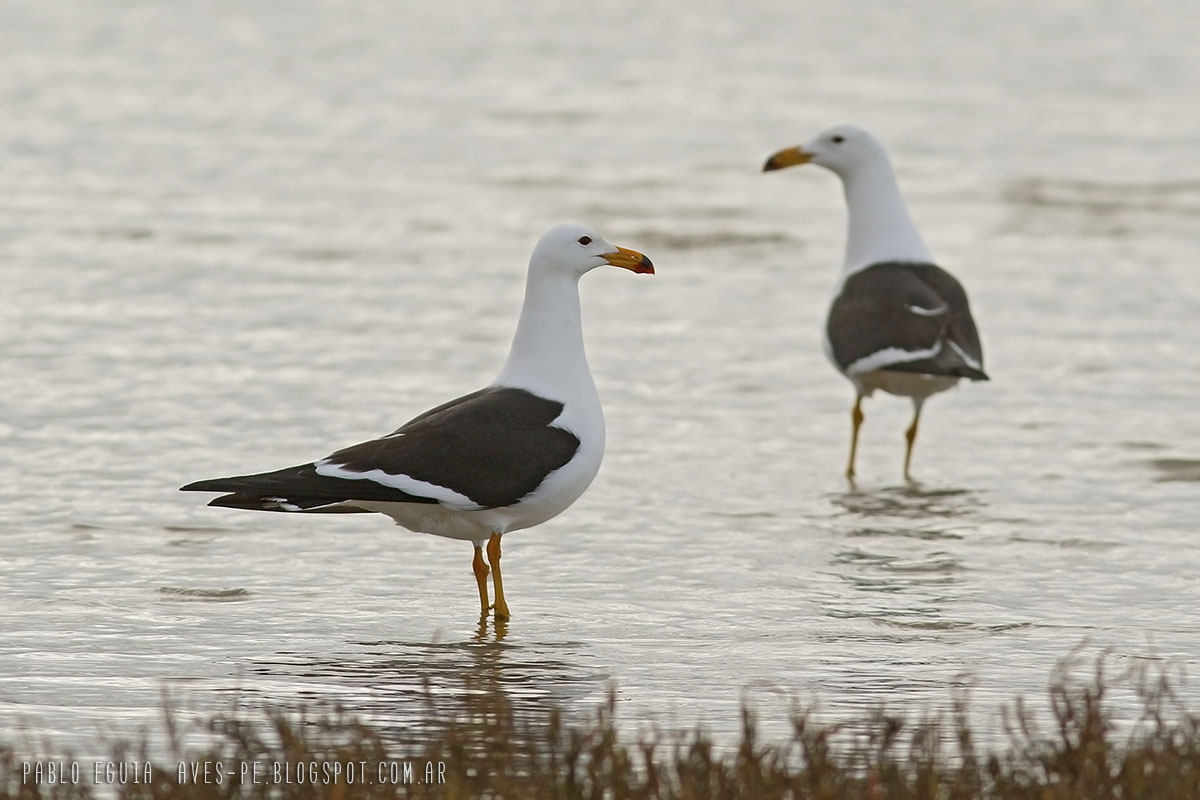mis fotos de aves: Larus atlanticus Gaviota Cangrejera Olrog's Gull