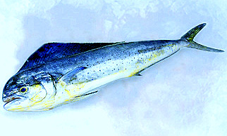 PLAAN : Perico - Coryphaena hippurus