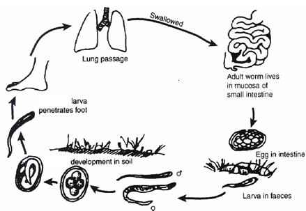 Tuberculosis and Helminths: Scientific background