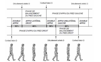 Un médecin du sport vous informe: La marche normale d'Homo-Ordinatus.