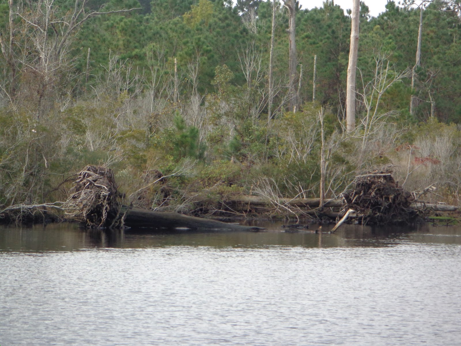 Life Aboard SERENADA: Alligator River - Pungo River Canal, Pungo River ...