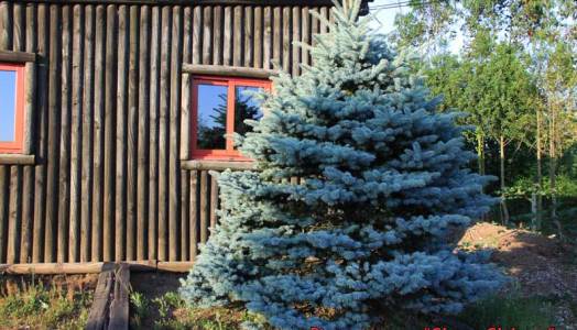 Abeto Azul [Picea Pungens Hoopsii] - Hora 25 Forestal