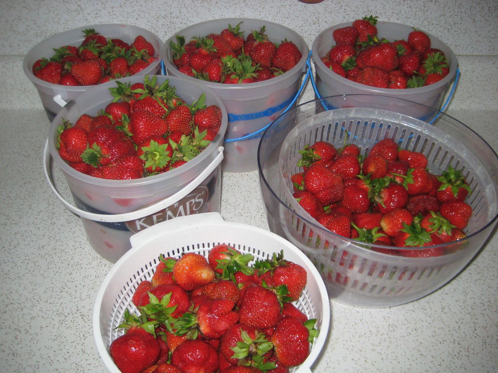 Back to Basics...: Fresh Picked Strawberries!