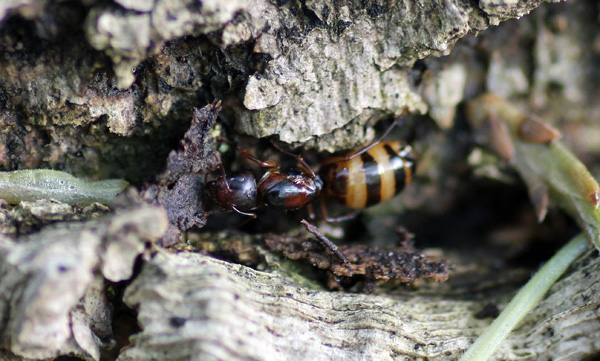 MObugs: Bearded Carpenter Ant