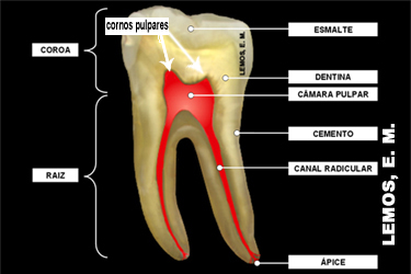 INTRODUÇÃO À ANATOMIA INTERNA DOS DENTES | ODONTOLOGAR
