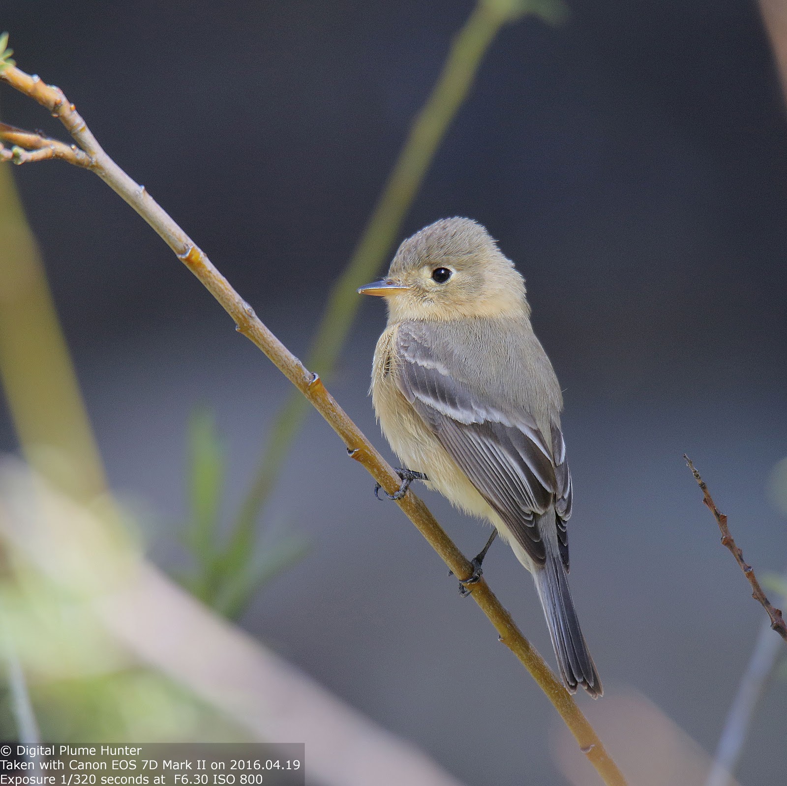 Hunting Digital Plumes in the US and Beyond: Flycatchers of the ...