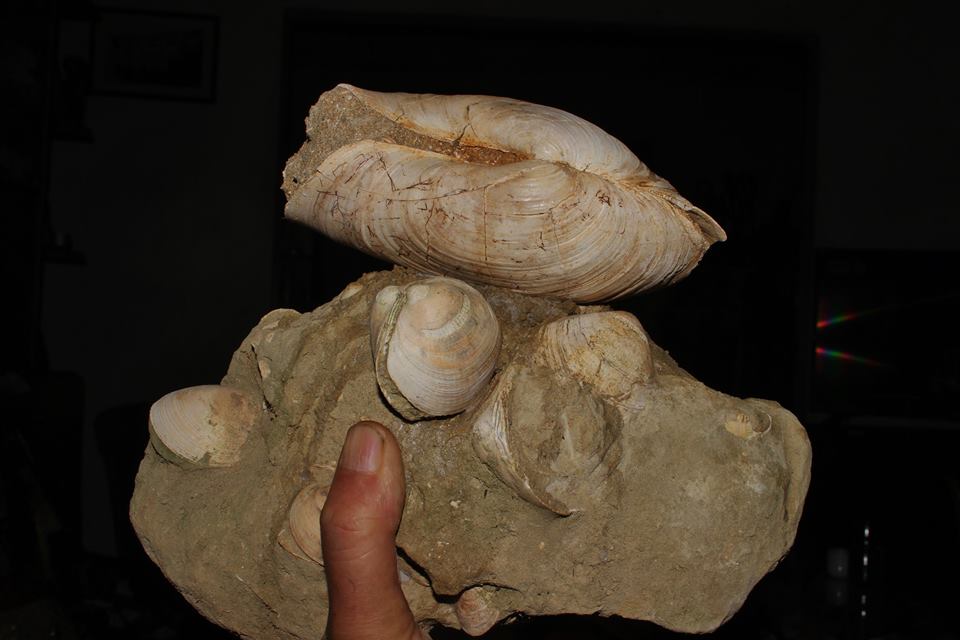 Biodiversity of Cyprus by NGO Protection of the Natural Heritage and ...