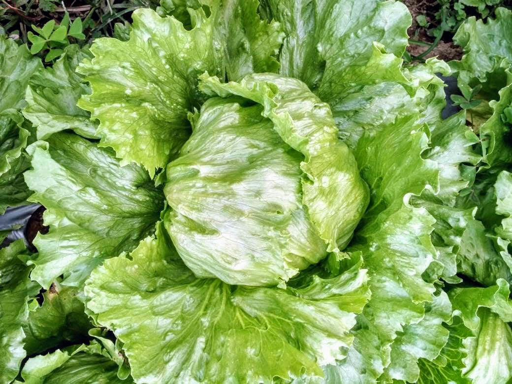 6 Tips Budidaya Sayuran Selada Iceberg Organik - Raden Pedia