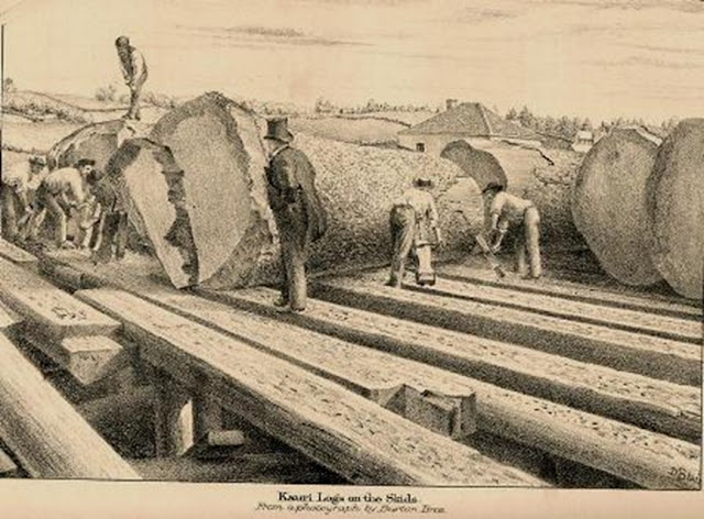 Part of the Past NZ History: Language of Timber Industry early NZ