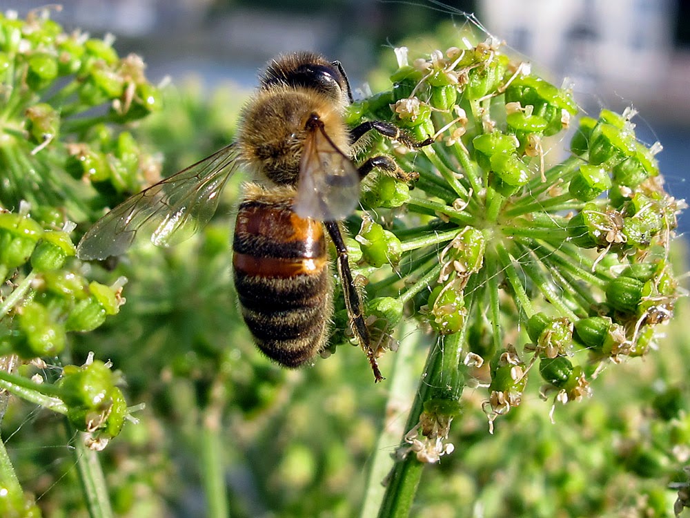 Carnet Nature: Abeille