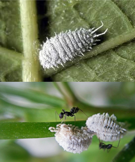 Ramuan Sederhana Mengendalikan Hama Kutu Kebul Pada Tanaman Pepaya