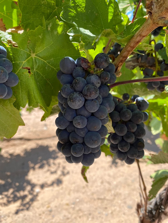 Ampelos (Vine): Crop Estimation, Pinot noir clones and a teinturier ...