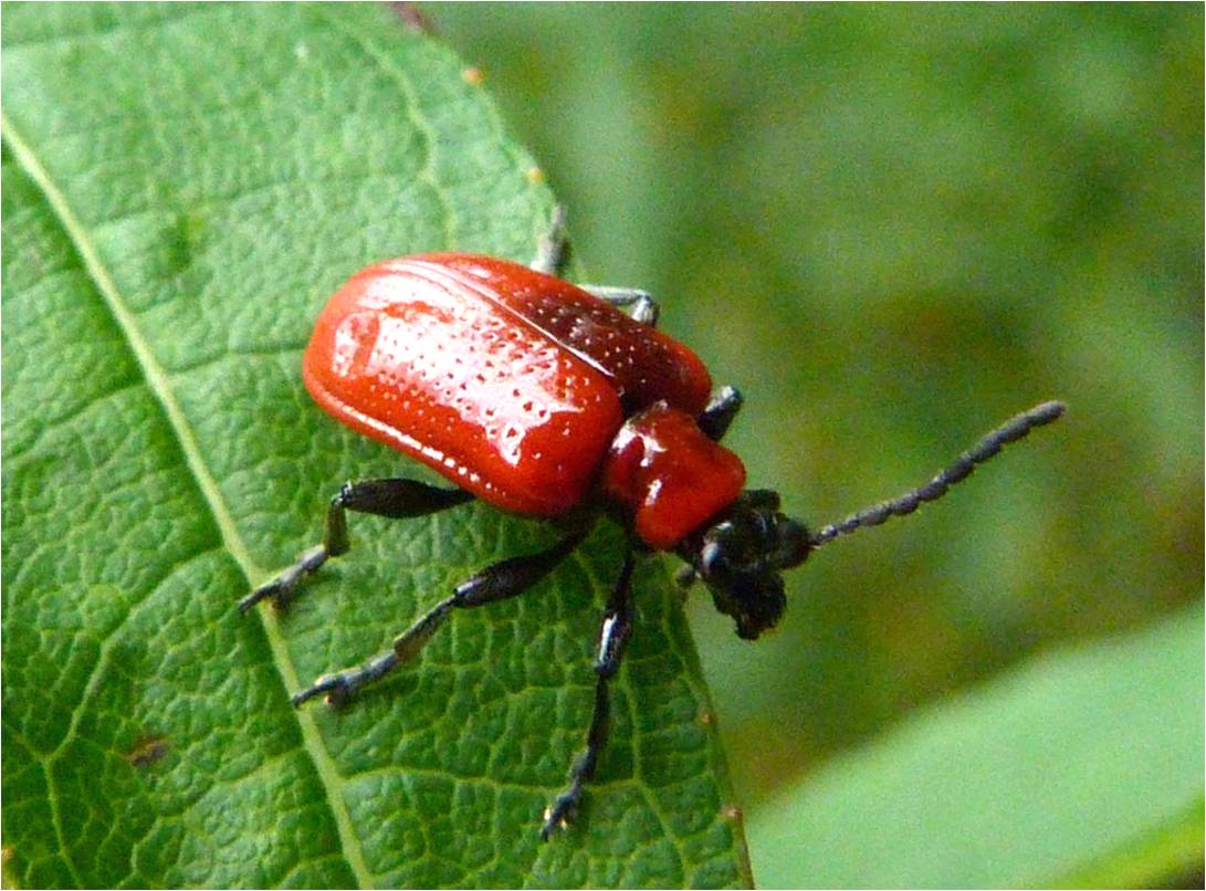 Insects of Scotland: Other Beetles