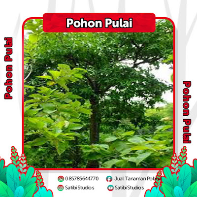 (0857-8564-4770) Jual Pohon Pule/Pulai Kawasan Kota Jakarta