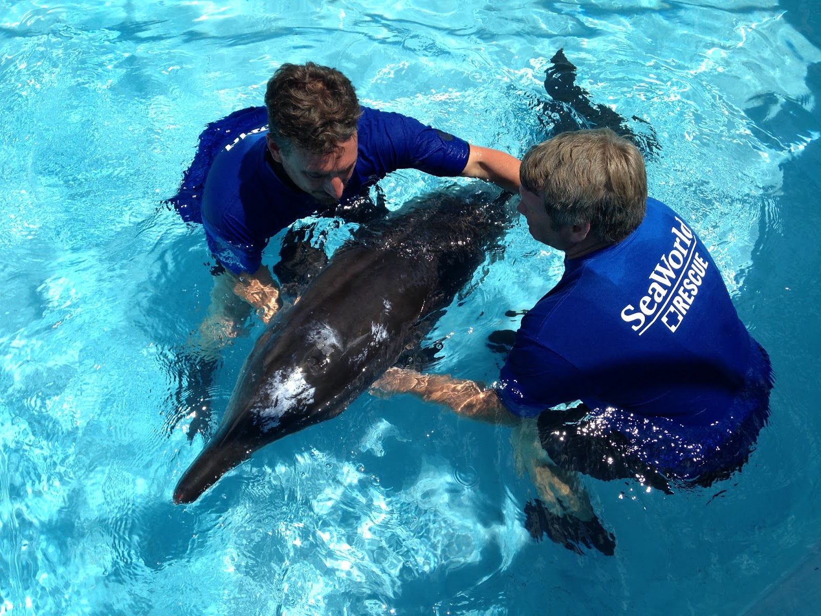 Axel Perez Blog: Did you Know that SeaWorld Orlando’s Animal Rescue ...