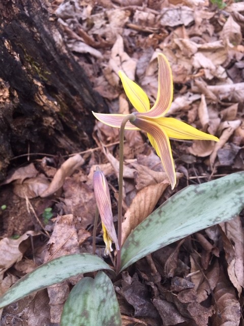 Native Bulbs for the Spring Habitat Garden