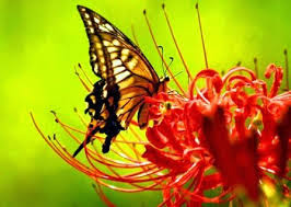 5 (lima) jenis penyerbukan berdasarkan perantaranya! - KURIKULUM MERDEKA