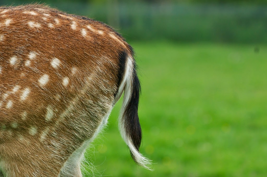 Matt's Photos: Fallow Deer