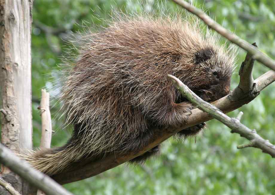 The Porcupine | Wild African Animal | The Wildlife