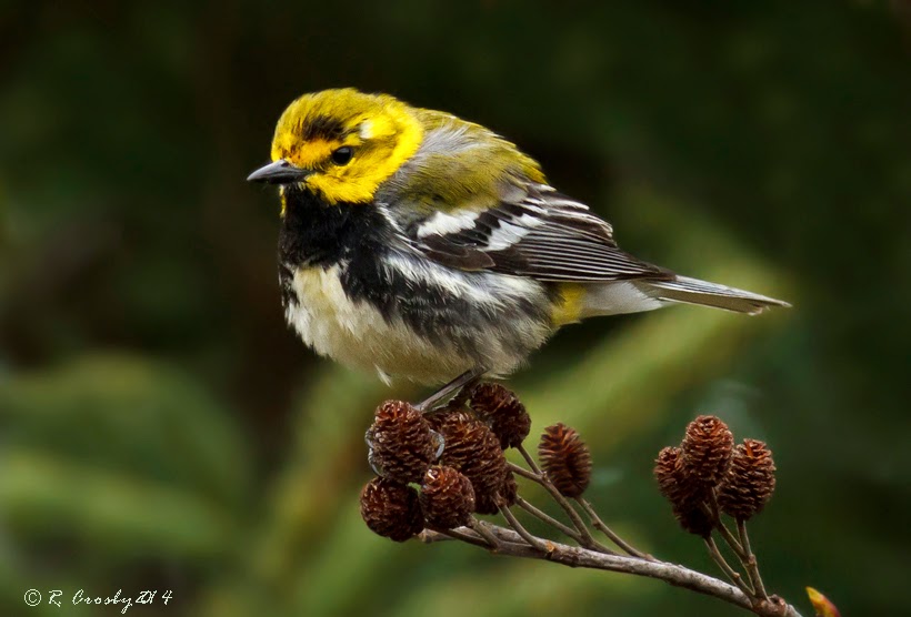 South Shore Birder: A Few Spring Warblers