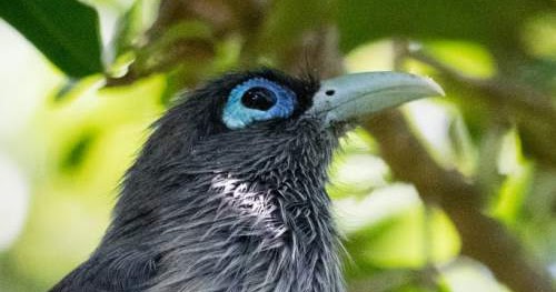 Blue-faced malkoha | Birds of India | Bird World