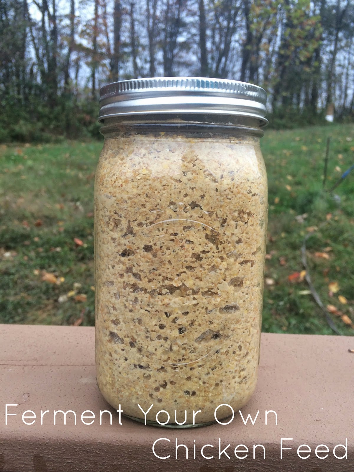 Tasty Tidbits & More: Fermented Chicken Feed