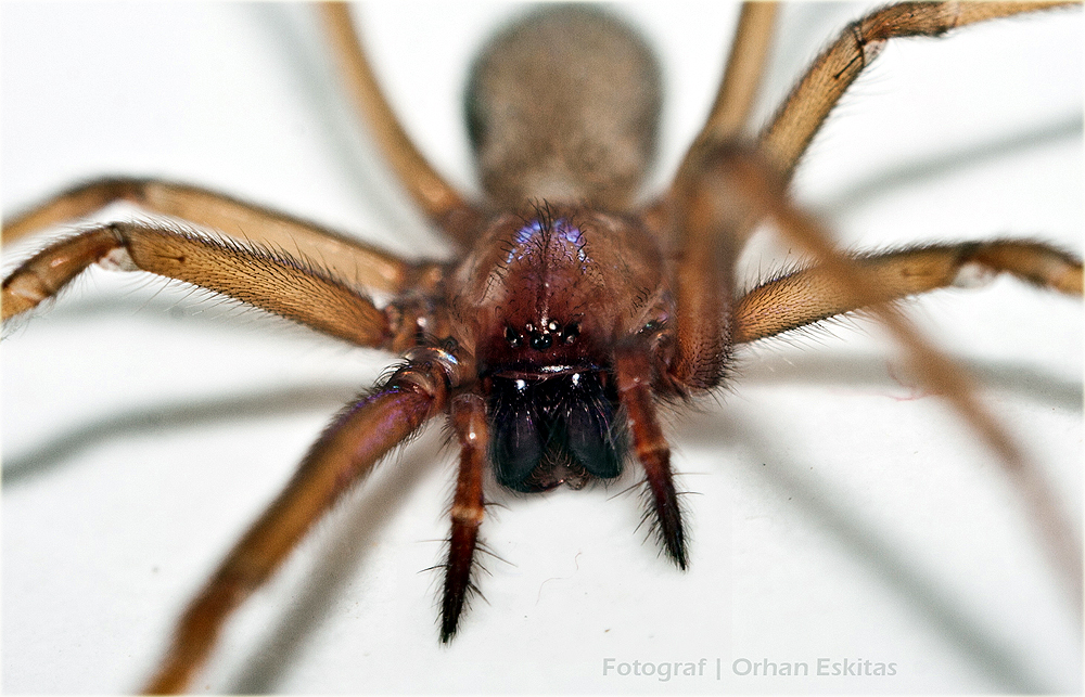 Arachnerds: Spiders of Turkey