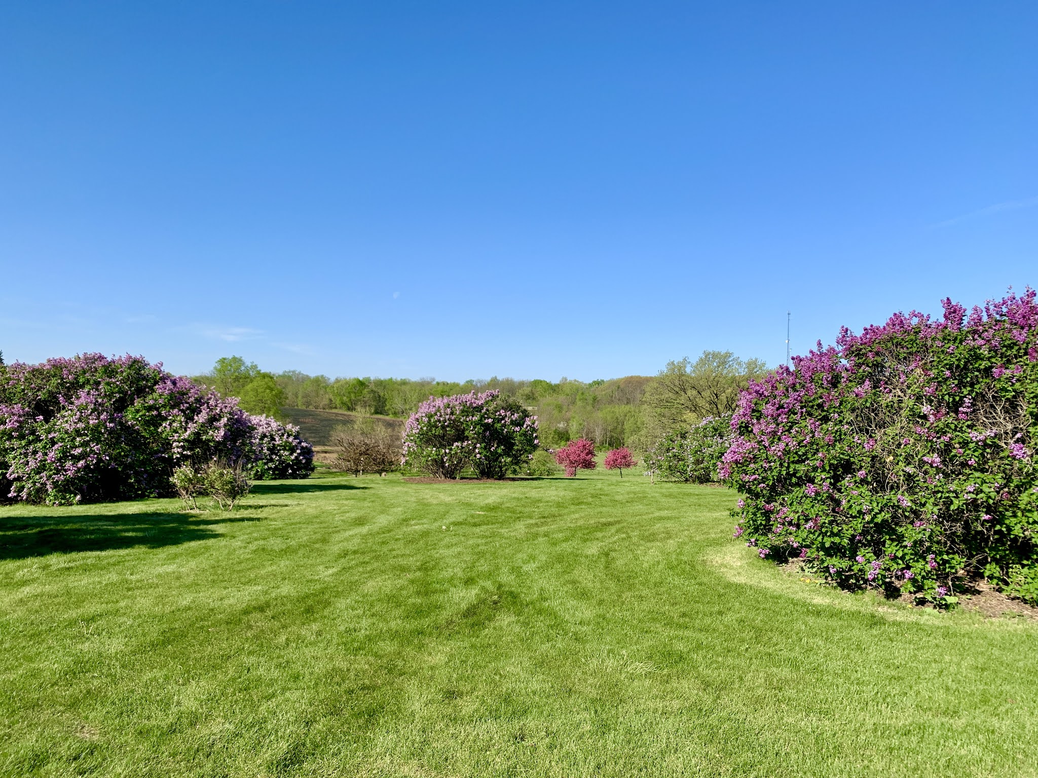 Des Moines: Ewing Park Lilac Arboretum
