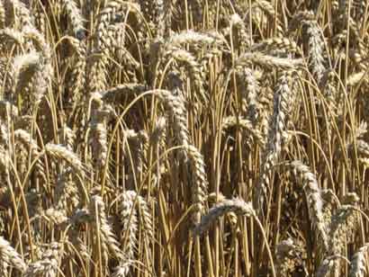 French Vocabulary Illustrated: froment