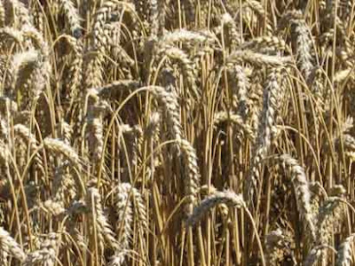 French Vocabulary Illustrated: froment