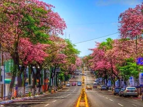 Noticias en Linea de Tabasco: ¡ QUE BELLO ES TABASCO