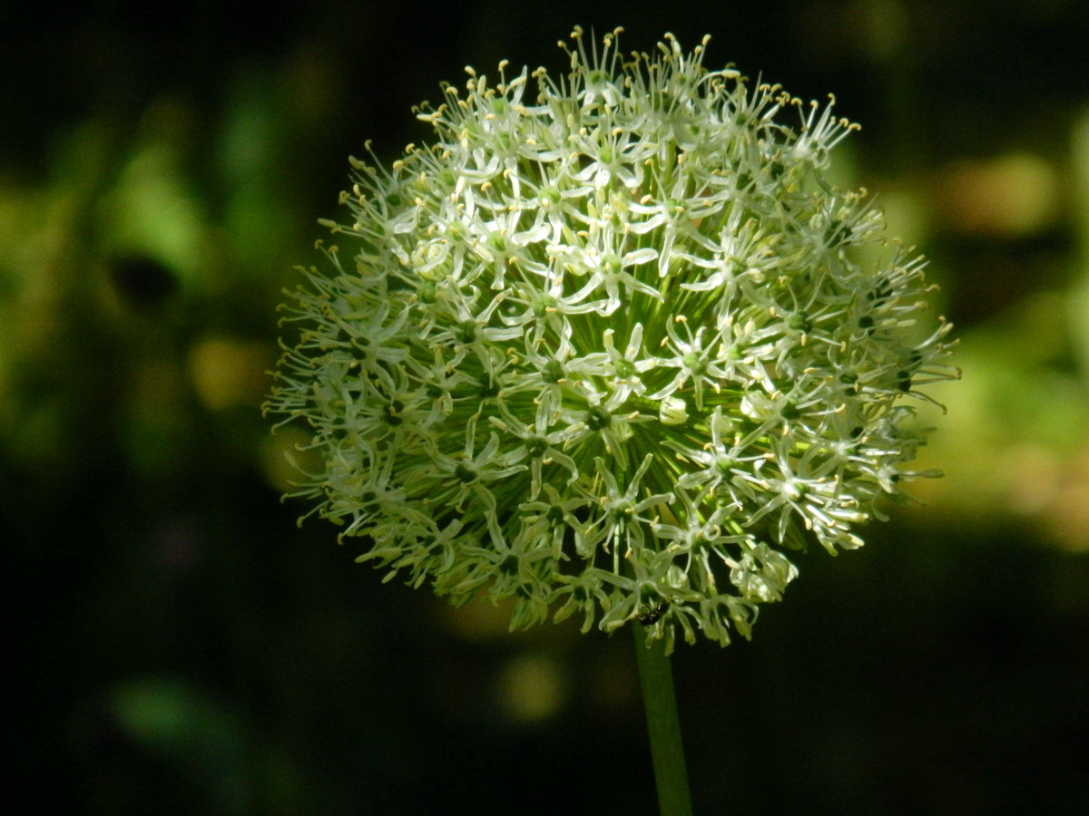 LA MULTI ANI, ROMANIA!: Ceapa ornamentala alba (allium)