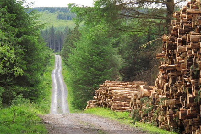 POSTCARDS FROM IRELAND: CONNEMARA Cloosh Forest