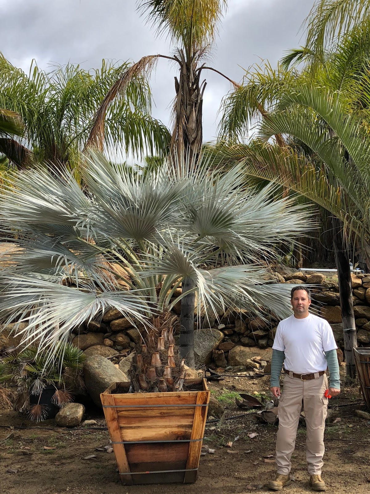 Gregory Palm Farms : PALMS FOR SALE, COLD and DROUGHT TOLERANT ...